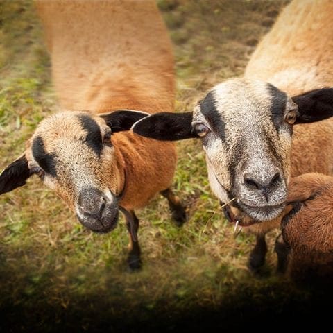 Cameroon Sheep - Monk Park Farm