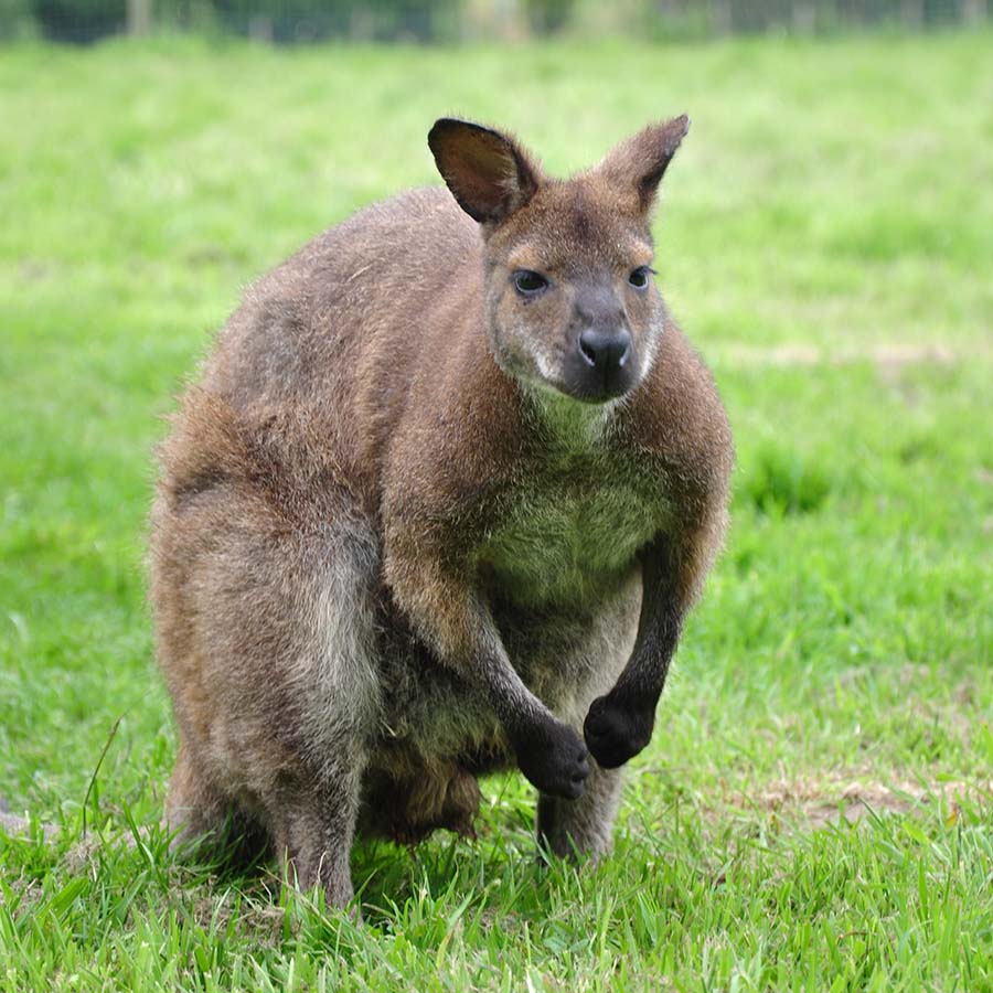 Meet the Animals - Monk Park Farm