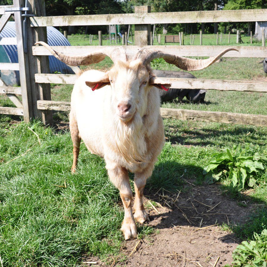 Golden Guernsey Goats - Monk Park Farm