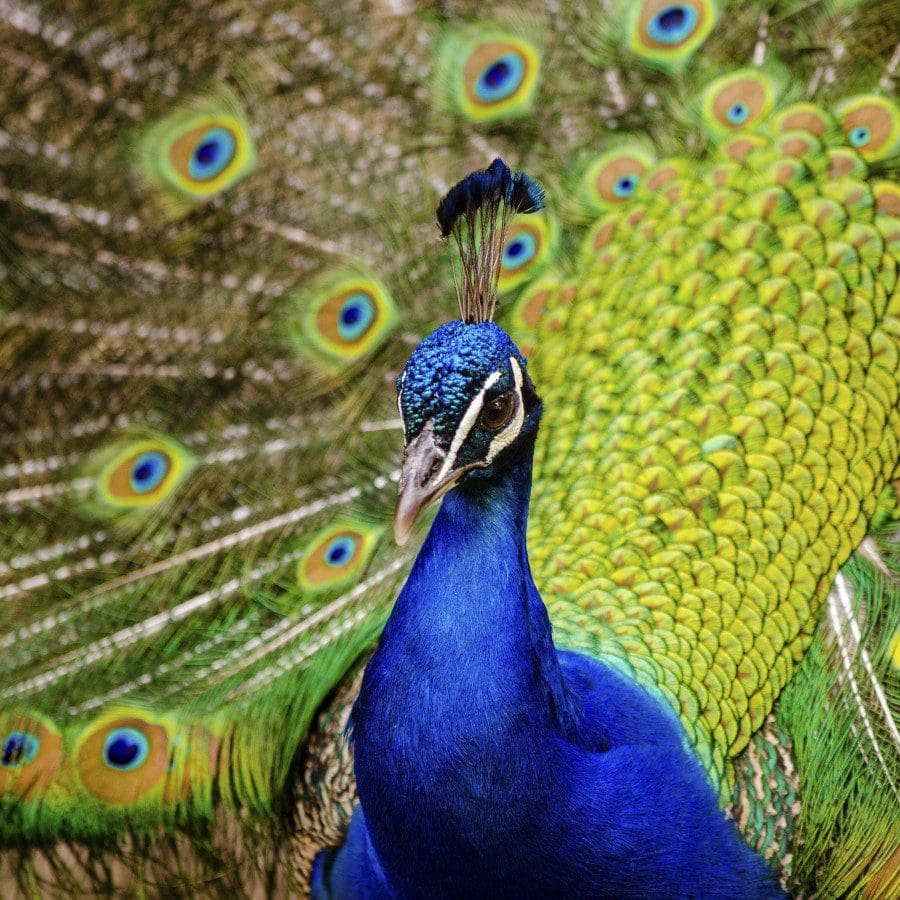 Meet the Animals - Monk Park Farm