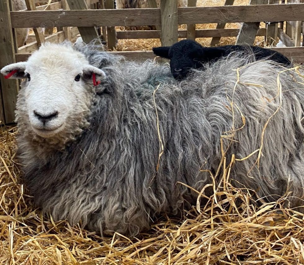 Herdwick Sheep - Monk Park Farm