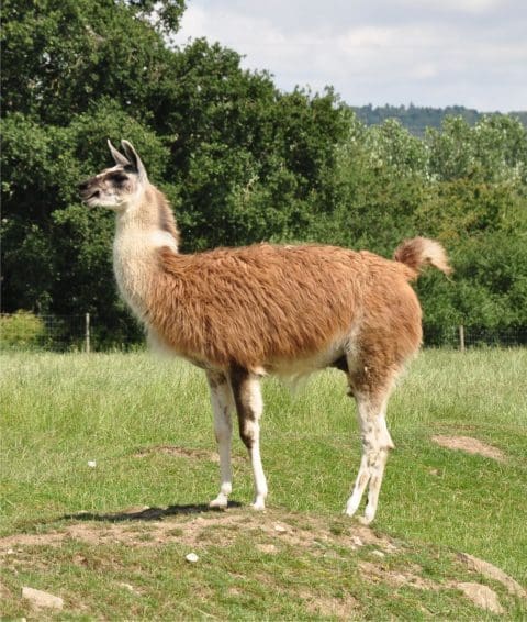 Meet the Llamas a Part of Camelid Family | Monk Park Farm