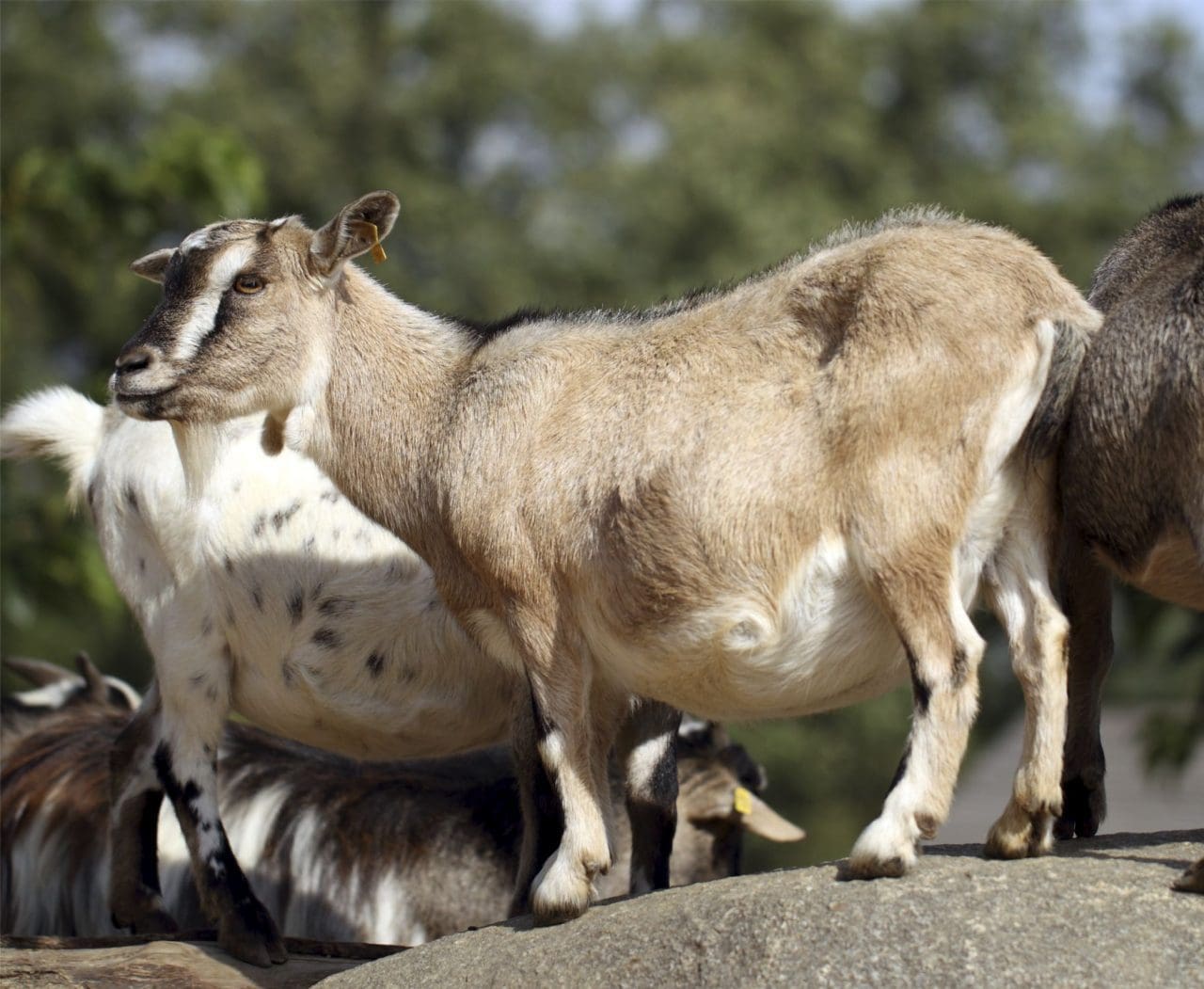 Meet the Pygmy Goats - Monk Park Farm