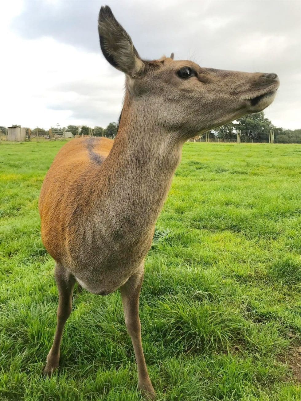 Meet the Red Deer - Monk Park Farm