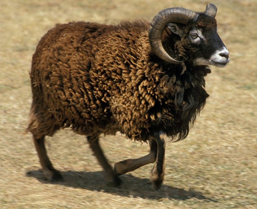 Meet the Soay Sheep - Monk Park Farm