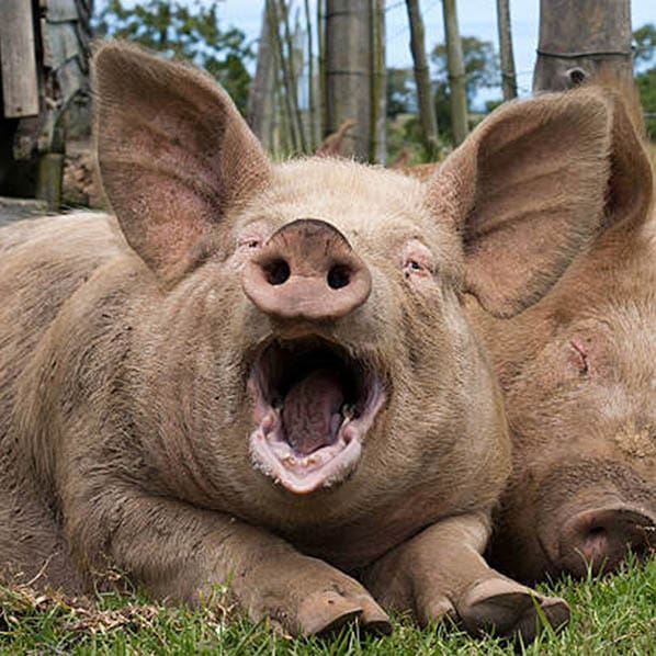 Albino Pig
