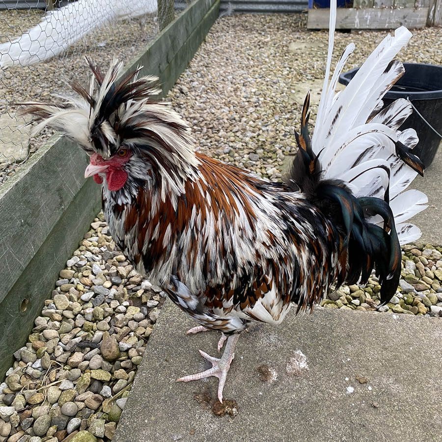 Polish Bantams Hen