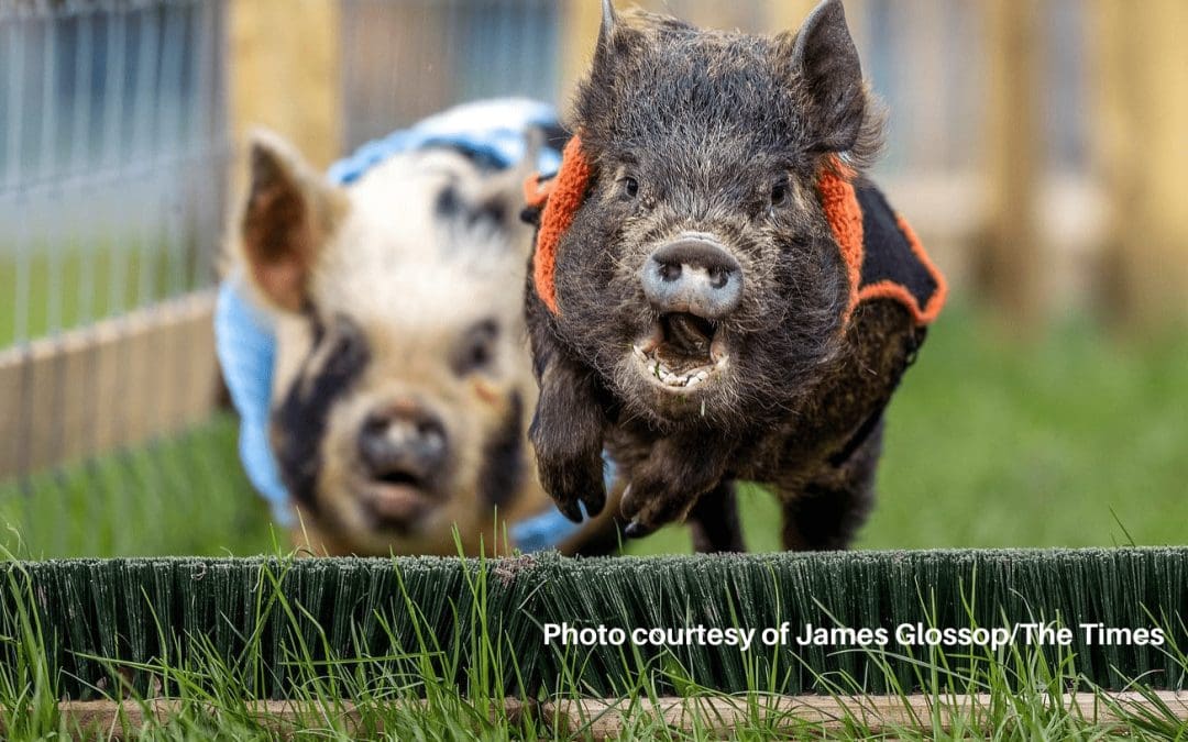 Pig racing comes to the farm - Monk Park Farm