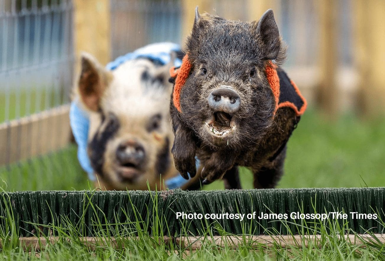 Pig racing comes to the farm - Monk Park Farm
