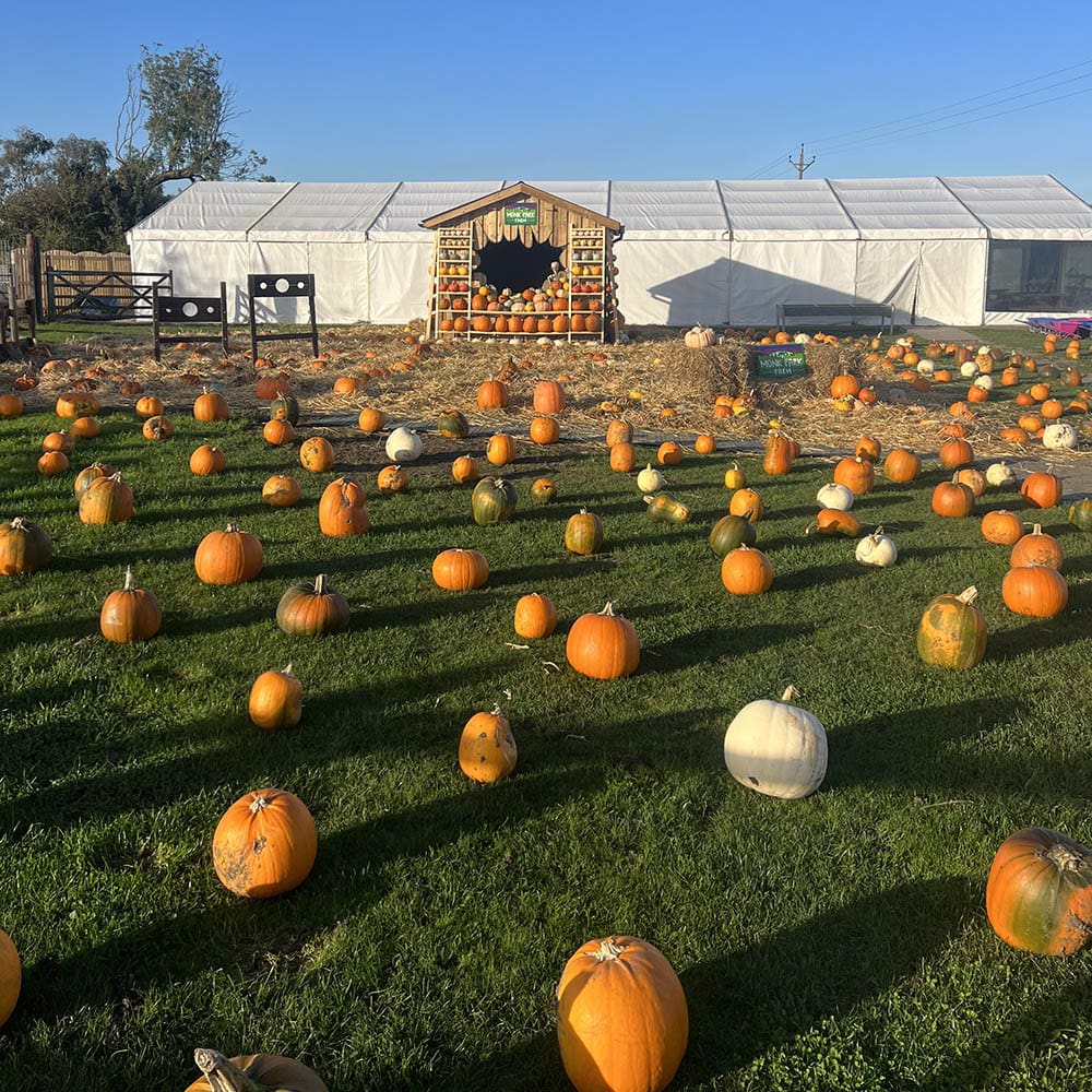 Halloween Spooktacular | Pumpkin Picking - Monk Park Farm