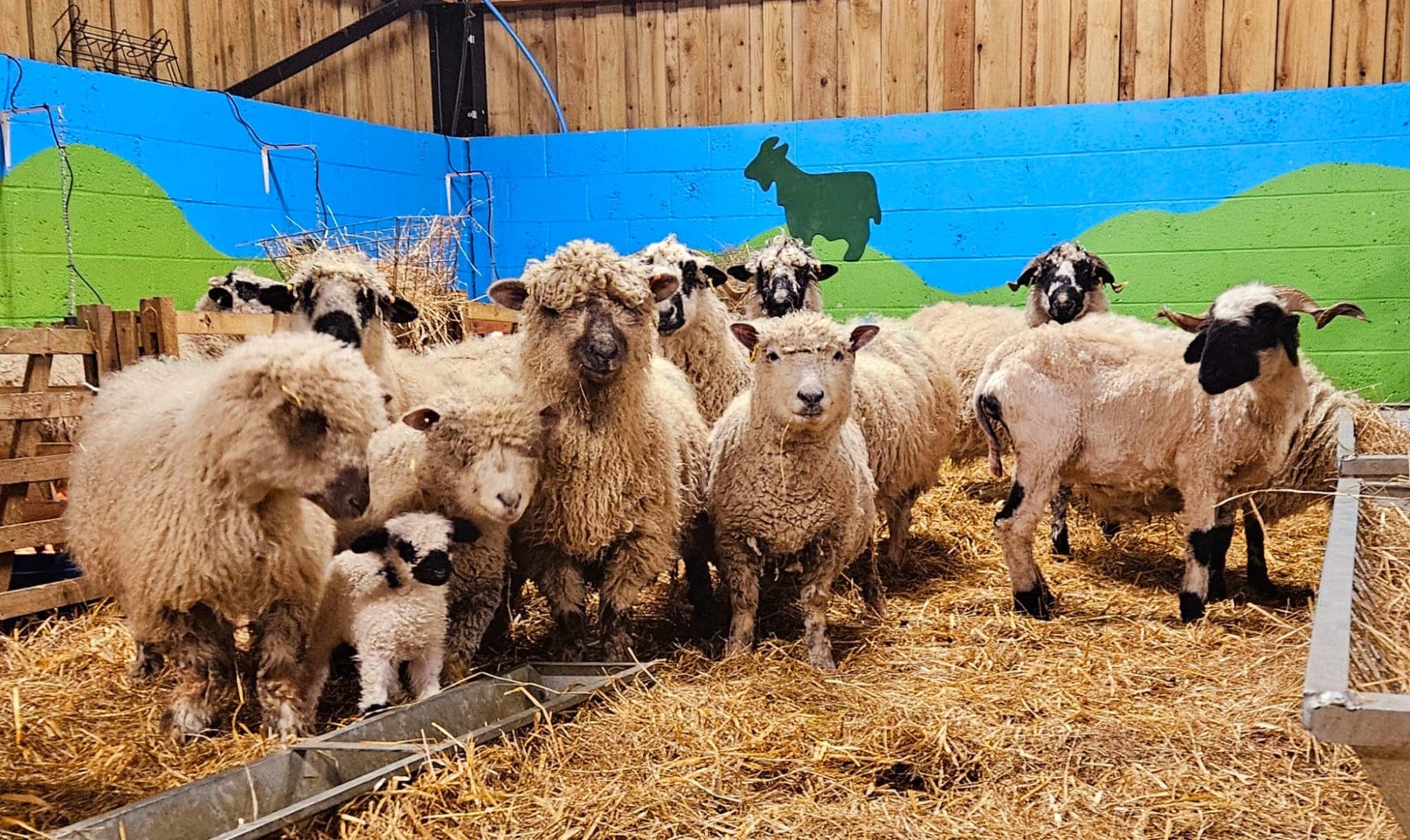 Join us for Easter on the Monk Park Farm