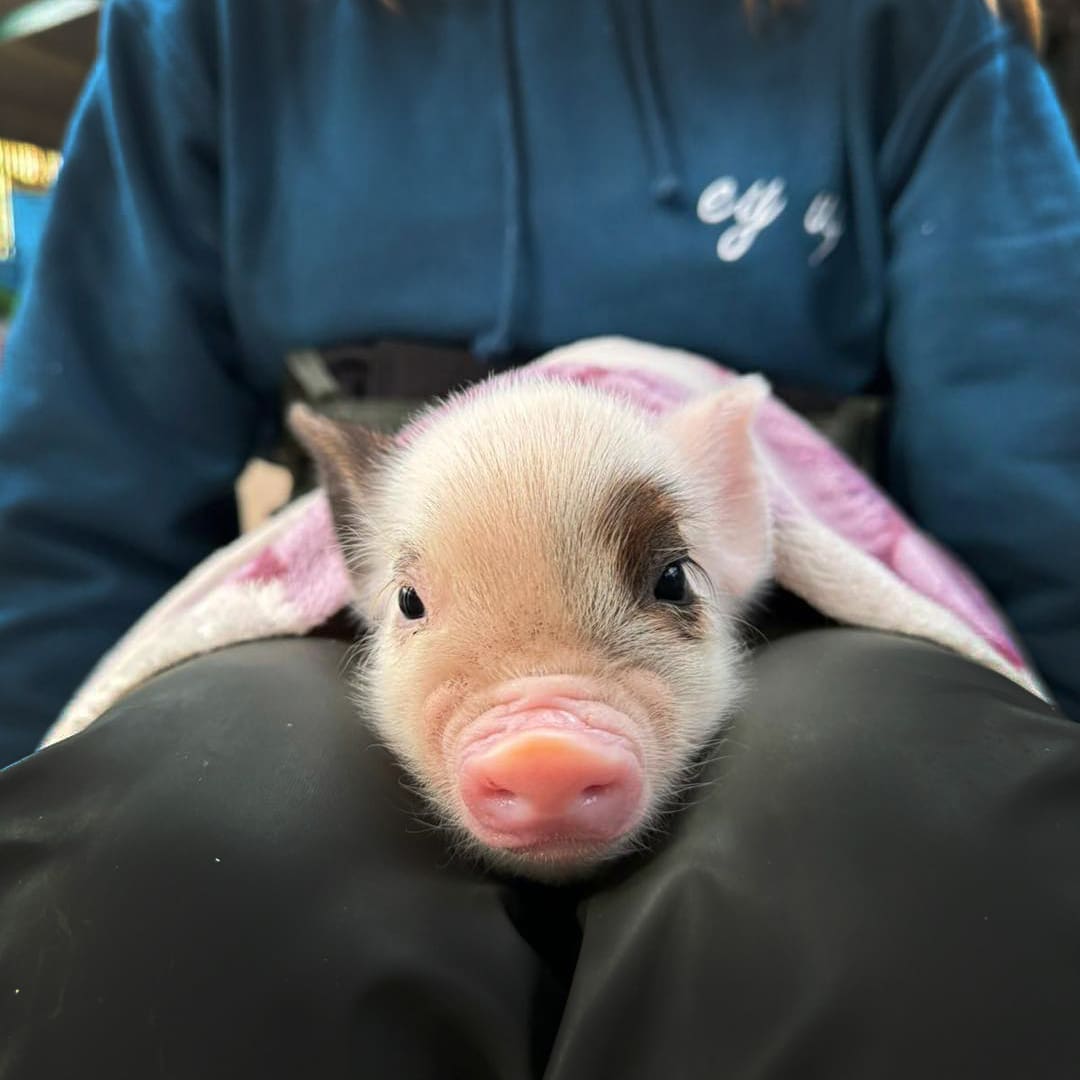Pig Snuggling Returns for 2025! - Monk Park Farm
