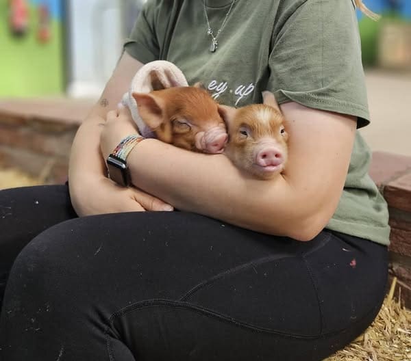 Pig Snuggling is Back! | Monk Park Farm