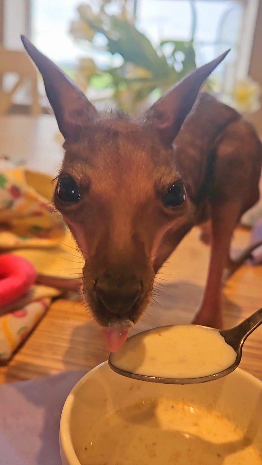 Roo’s Weaning Journey Begins! - Monk Park Farm