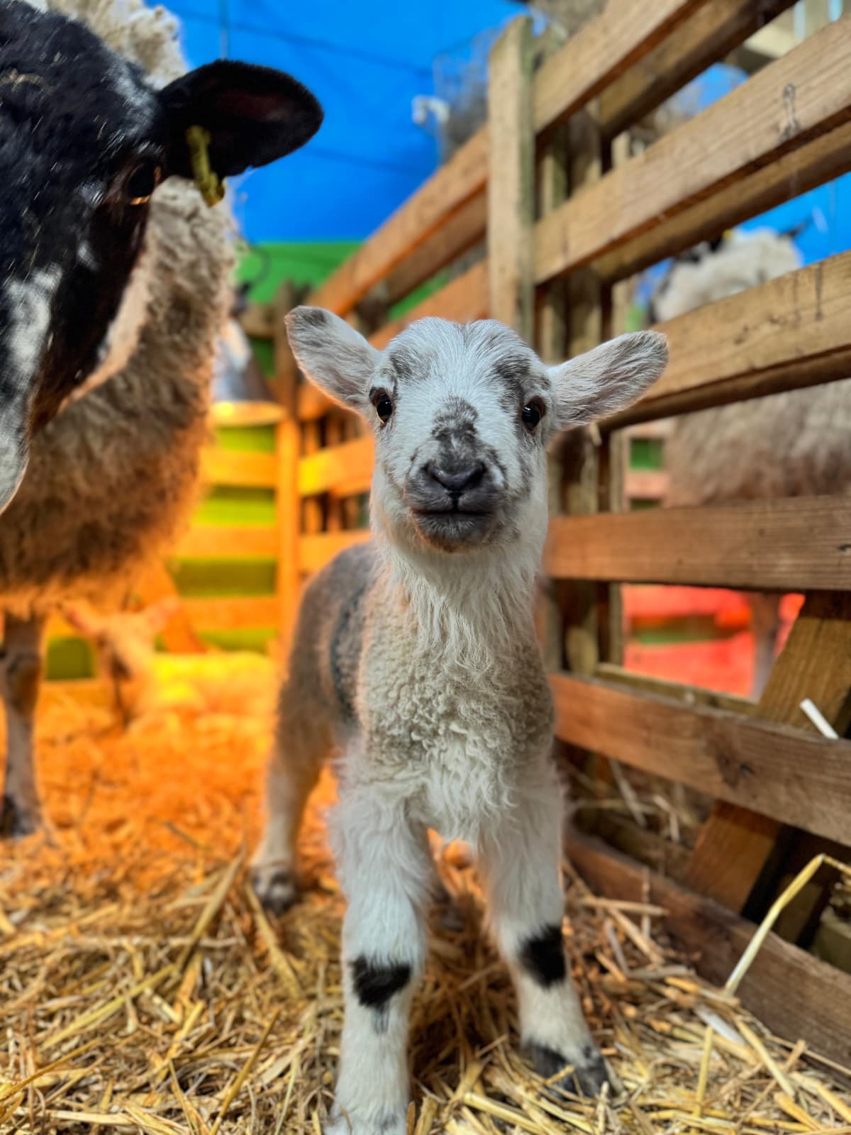 There’s Nothing Quite Like Lambing Live 🐑 - Monk Park Farm