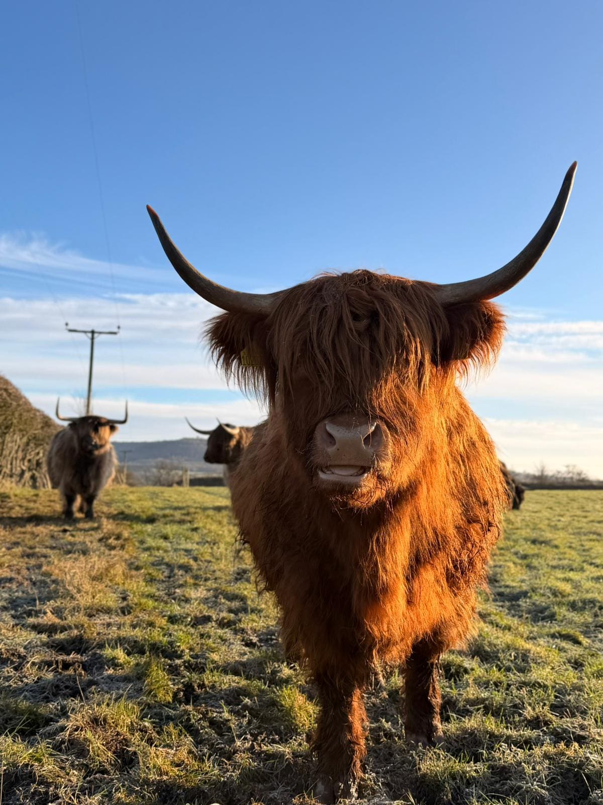🐮 Did you know you can hand-feed our Highland cows? 🐮 - Monk Park Farm
